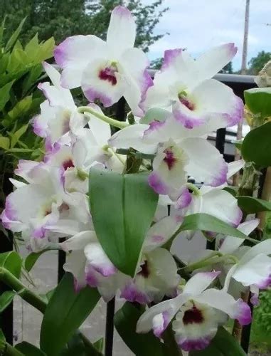 Pacote Mudas De Orquidea Dendrobium Lindas Promo O Venda Em