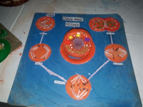 Maqueta De La Mitosis