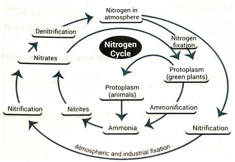 Nitrogen Cycle Steps Biology Wise