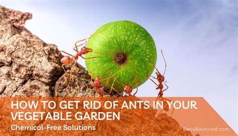 How To Get Rid Of Ants In Your Vegetable Garden Chemical Free Solutions