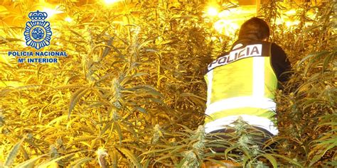 Desmantelan Un Laboratorio De Marihuana En Cobisa Con 1 962 Plantas