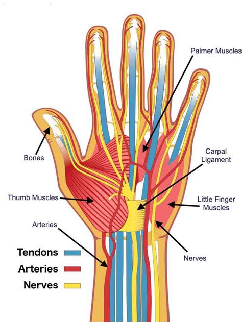 Anatomy Of The Hand Nerves MedicineBTG