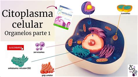 Citoplasma Celular La C Lula Y Sus Organelos Histolog A Ross