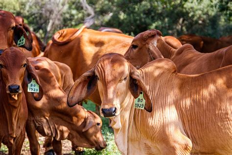 Exportações totais de carne bovina em setembro têm queda de 24 na