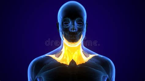 3d Illustration Of Human Neck Muscle Anatomy For The Education Stock
