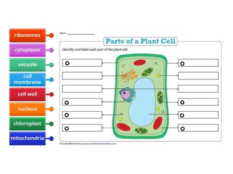 Parts Of A Plant Cell Beschriftetes Diagramm