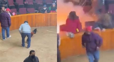 Pánico en Hidalgo explotó granada durante pelea de gallos