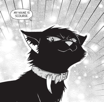 A Black Cat Is Looking Up At The Sky