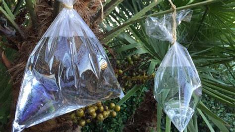 Por qué debería colgar una bolsa de agua sobre su puerta este verano