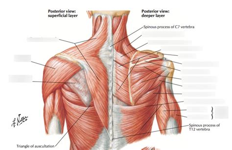 Muscles Of The Pectoral Girdle And Upper Limbs Anatomy And 40 OFF