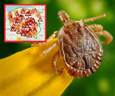 Plaga kleszczy 2023 Gdzie w Polsce jest najwięcej kleszczy Mapa
