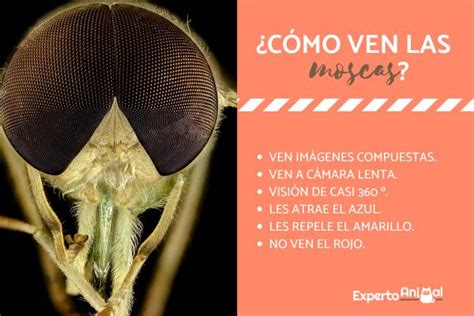 Cómo VEN las MOSCAS Características visión y curiosidades en 2022
