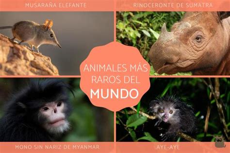 Los 30 animales más raros del mundo FOTOS y EJEMPLOS