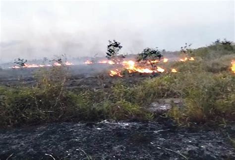 Tujuh Hektare Lahan Pesisir Di Kobar Terbakar RadarSampit