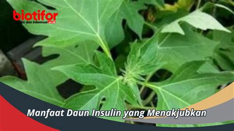 Manfaat Daun Insulin Yang Menakjubkan Biotifor