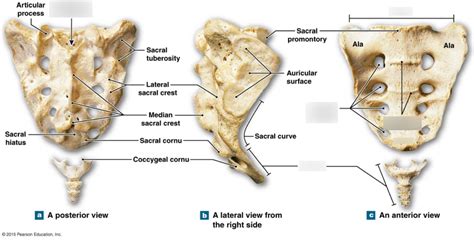 Sacrum And Coccyx Diagram Quizlet