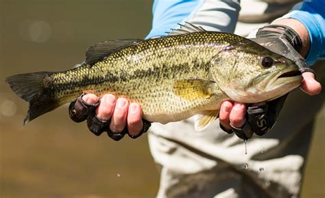 Largemouth Bass Vs Smallmouth Bass