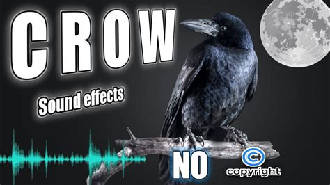Crow Sounds To Lure Crows Crow Sound Effect Sans Copyright Crow
