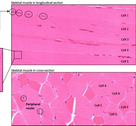 Histology Muscle Flashcards Quizlet