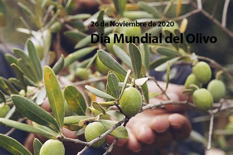 Día Mundial del Olivo