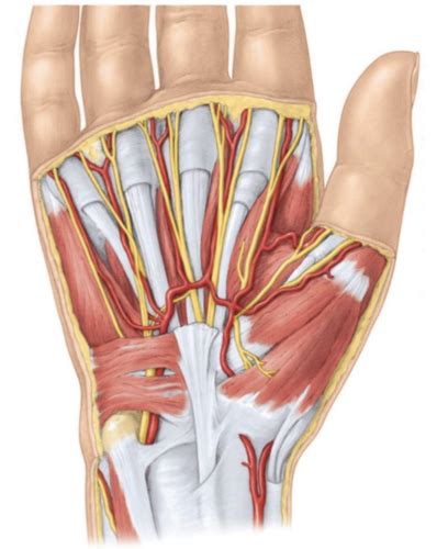 Lecture 12 Wrist And Hand Flashcards Quizlet