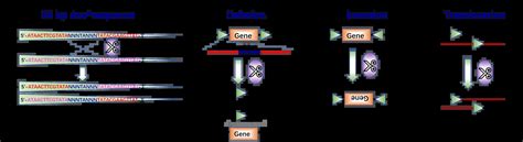 Cre Loxp System And Viral Vector AAV And Adenovirus Based Cre Tools