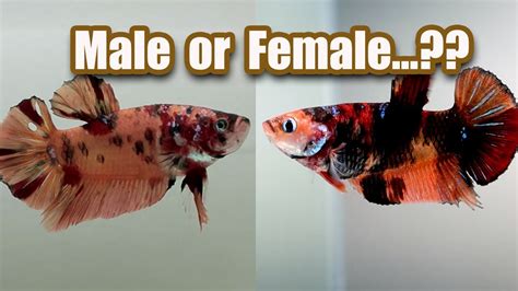 How To Identify Male And Female Betta Fish Female Betta Fish Make