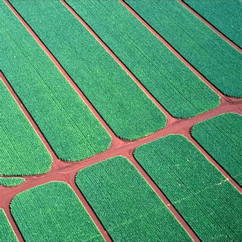 O que é Agricultura de Precisão como suas práticas estão inovando o