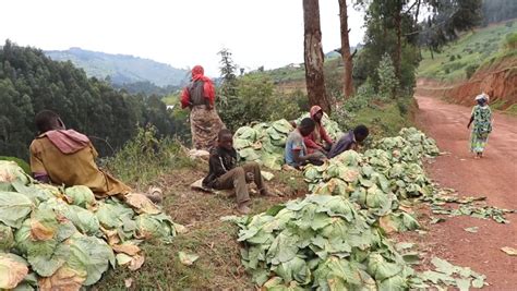Tv Rwanda On Twitter Hari Ababyeyi Bo Muri Bureradistrict Batewe
