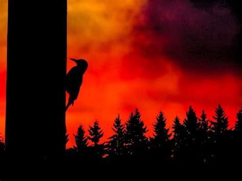 Informe Sobre Incendios Forestales 2023 Extremos E Inapagables