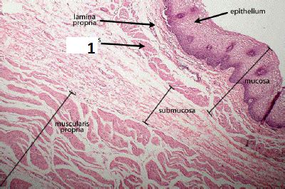 Histology Of The Esophagus Stomach And Intestine Flashcards Quizlet