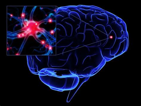 Cómo funciona el cerebro