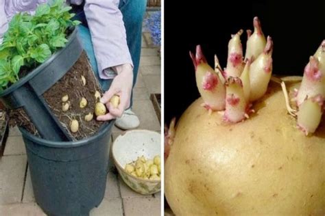 Cómo cultivar patatas en macetas para un suministro regular CONSEJOS