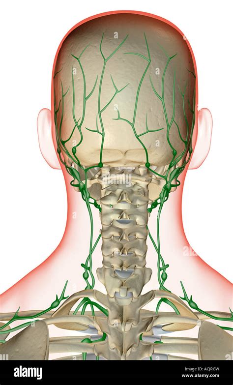 Diagram Diagram Of Lymph Nodes Head Mydiagram Online