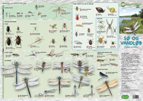 Sø og vandløb Insekter og smådyr Naturporten