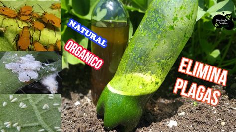 MATA Todas Las PLAGAS De Tus Plantas Con El INSECTICIDA 58 OFF