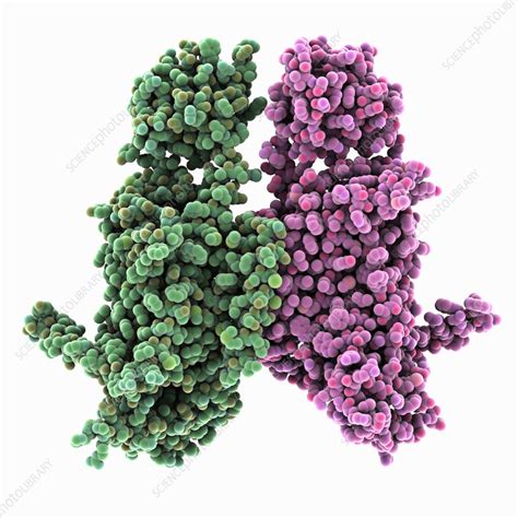 Synaptic Vesicle Glycoprotein A Molecular Model Stock Image C