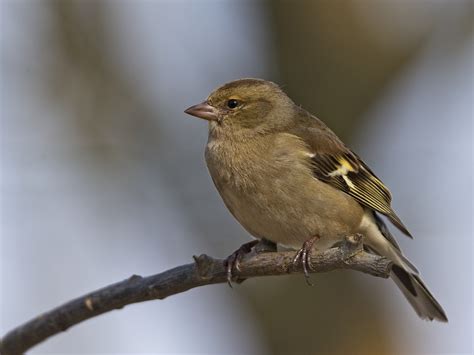 Buchfinkweibchen Buchfink Fink Kostenloses Foto Auf Pixabay