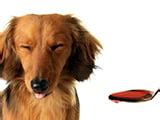 Comment donner un médicament à son chien vidéo