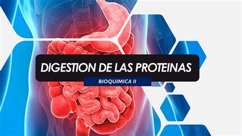 Digestión de las proteínas Moisés Francisco Alvarado García uDocz