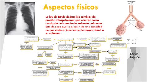 Blog De Fisiologia De Alejandra Aspectos Fisicos
