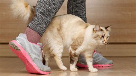 Why Do Cats Rub Against You 5 Common Causes And When To Worry Trendradars