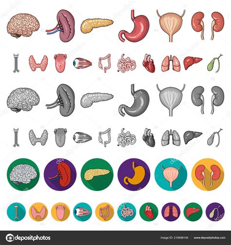 Human Organs Cartoon Icons In Set Collection For Design Anatomy And