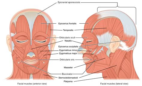 The Muscles Of The Head And Neck Human Anatomy And Physiology Lab