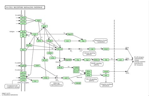 Kegg Pathway B Cell Receptor Signaling Pathway Homo Sapiens Human