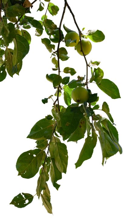 Apple Tree Leaves Free Photo On Pixabay Pixabay