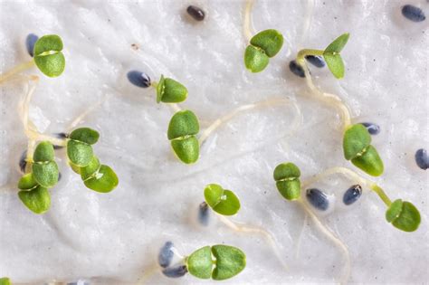 Quieres GERMINAR Una Semilla Sigue Estos Pasos