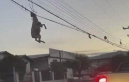 Ovelha Fica Pendurada Em Fia O Ap S Ciclone Em Cidade Do Rs Graus