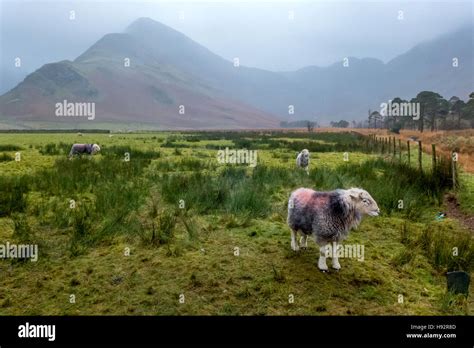 Sheep In The Lake District Stock Photo Alamy