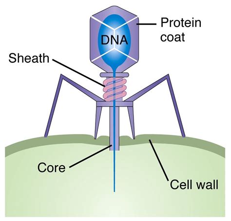 Bacteriophage